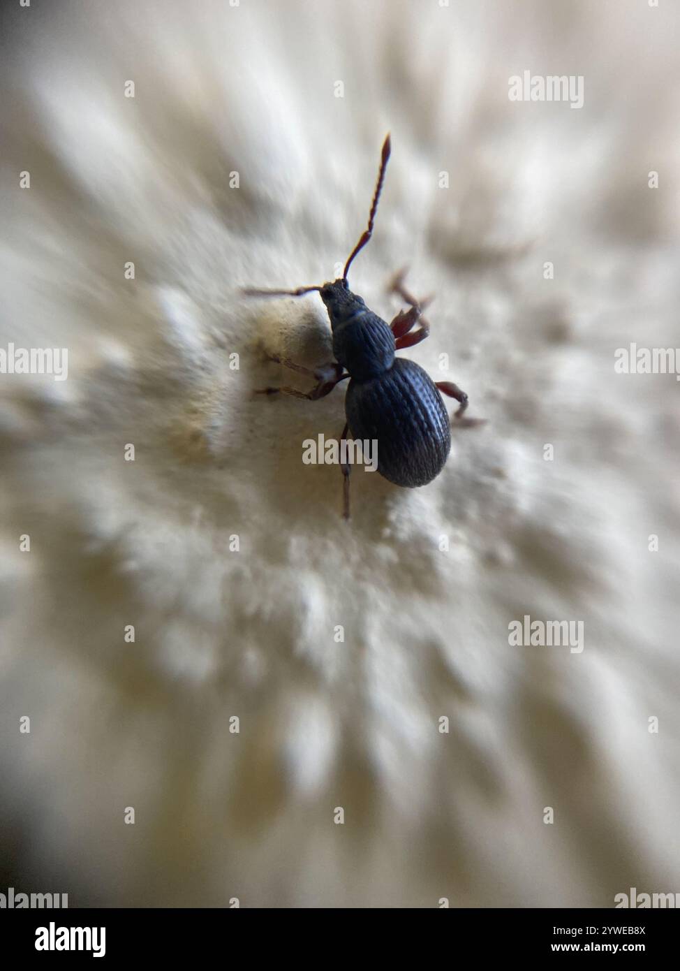 Strawberry Root Weevil (Otiorhynchus ovatus Stock Photo - Alamy