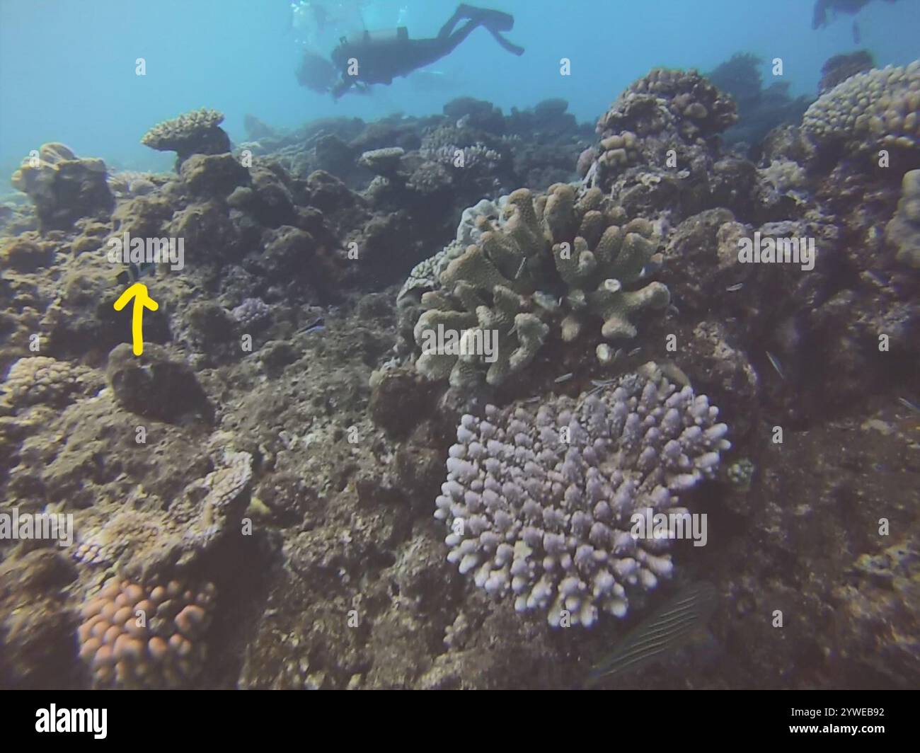 Ray-finned Fishes (Actinopterygii Stock Photo - Alamy