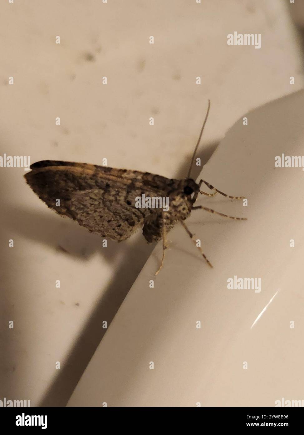 Carpet Moths (Larentiinae Stock Photo - Alamy
