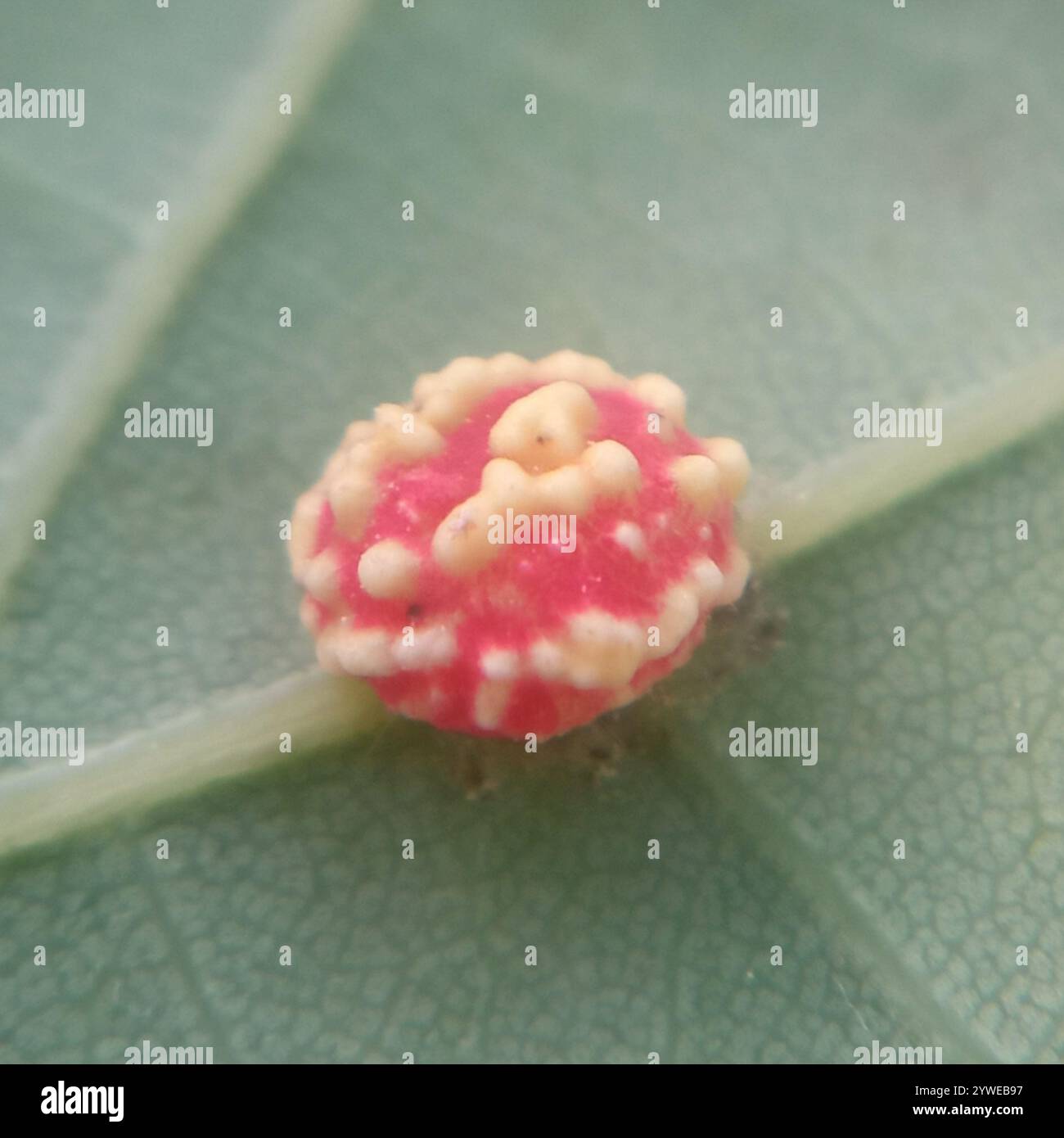 Striped Pea Gall Wasp (Cynips longiventris Stock Photo - Alamy