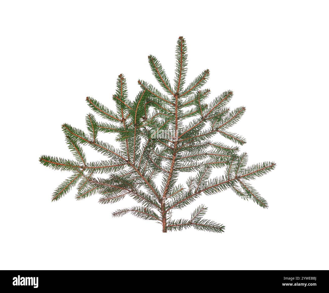 Conifer forest larch spruce Cut Out Stock Images & Pictures - Alamy