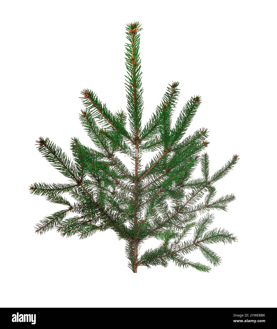 Spruce branches isolated on white background Stock Photo - Alamy
