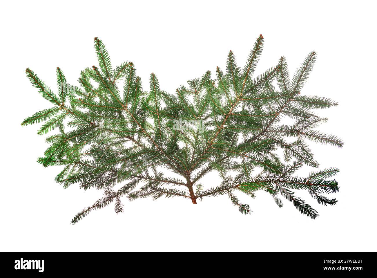 Spruce branches isolated on white background Stock Photo - Alamy