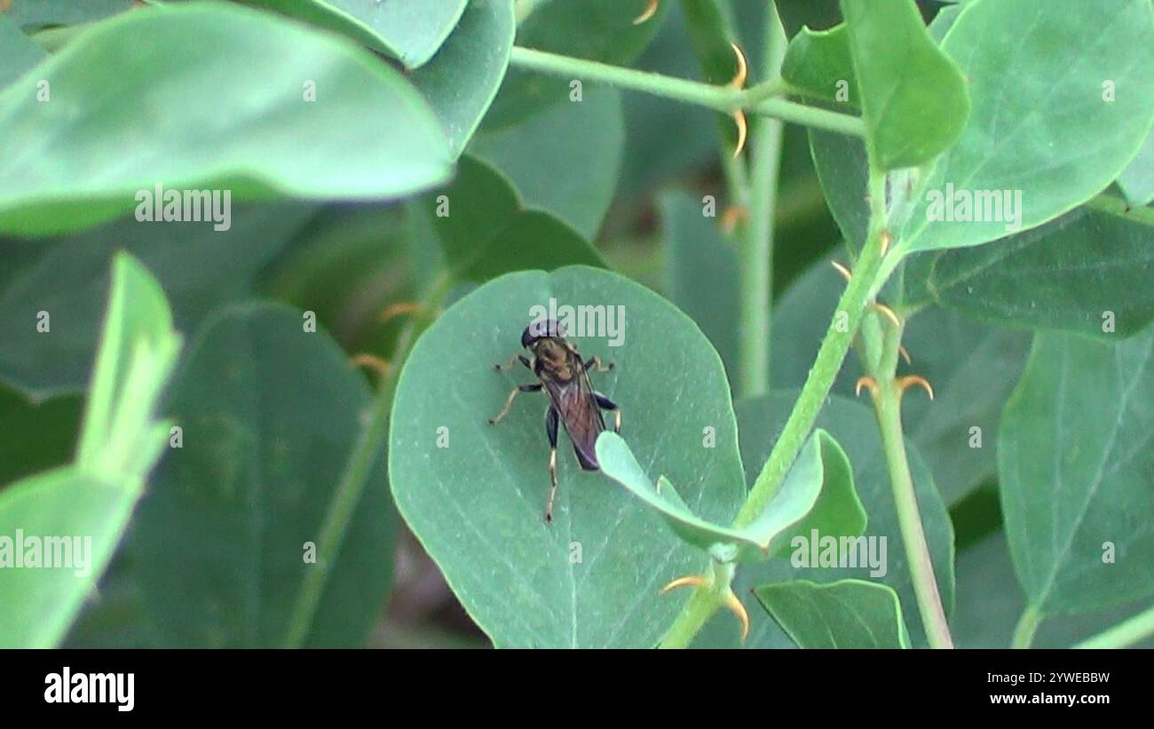 Leafwalkers and Forest Flies (Xylota Stock Photo - Alamy