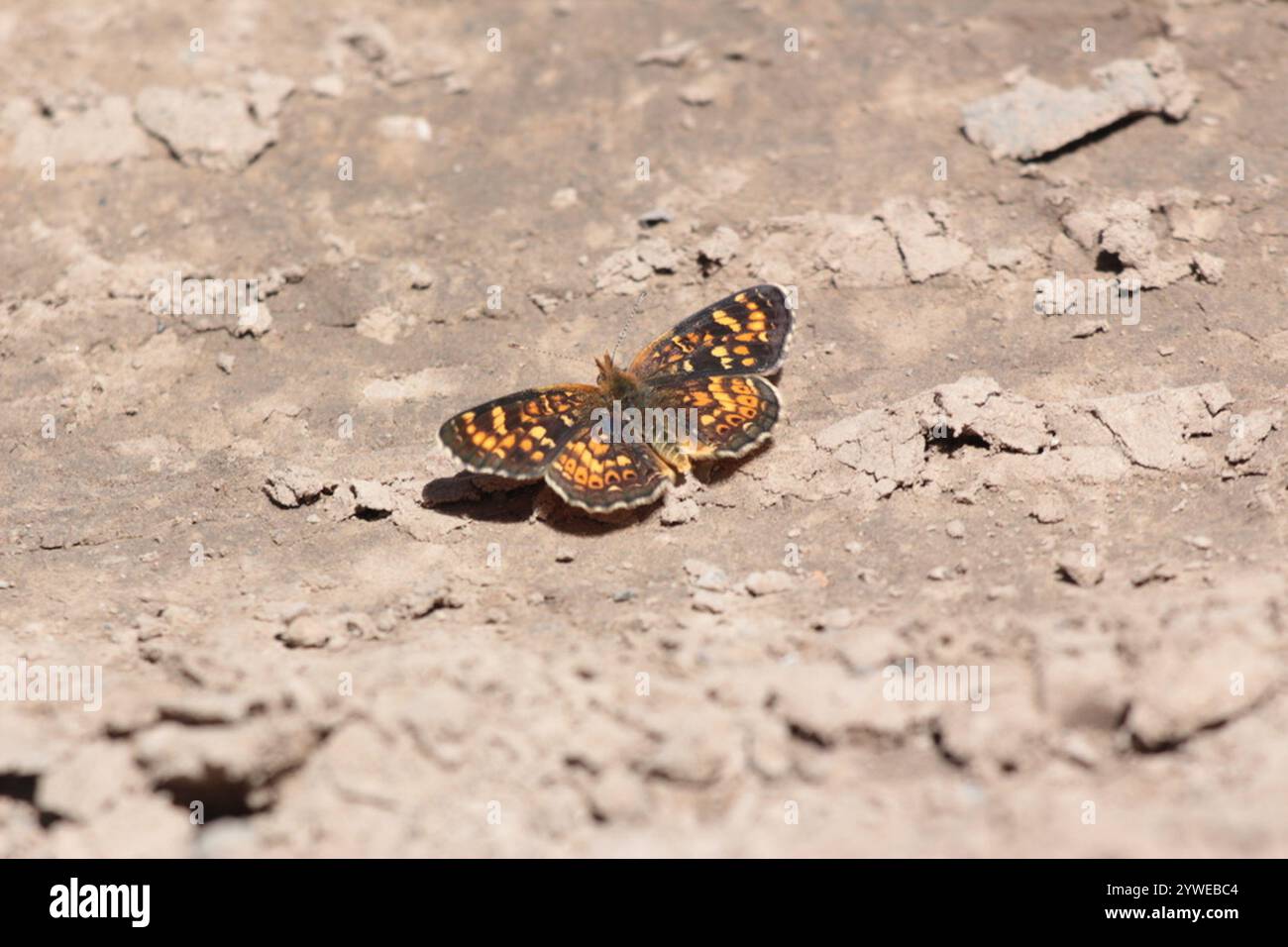 Field Crescent (Phyciodes pulchella Stock Photo - Alamy