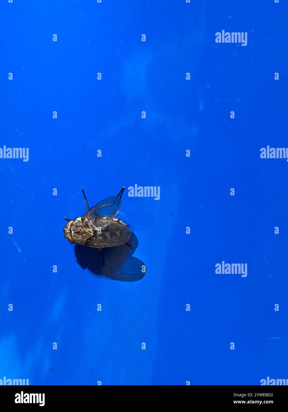 Common Flesh Flies (Sarcophaga Stock Photo - Alamy