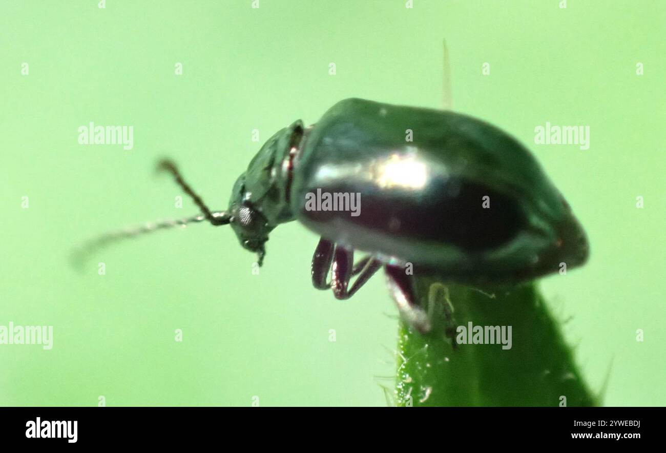Leaf Beetles (Chrysomelidae Stock Photo - Alamy