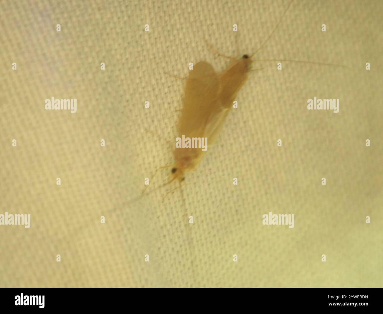 Yellow Net-spinning Caddisfly (Potamyia flava Stock Photo - Alamy