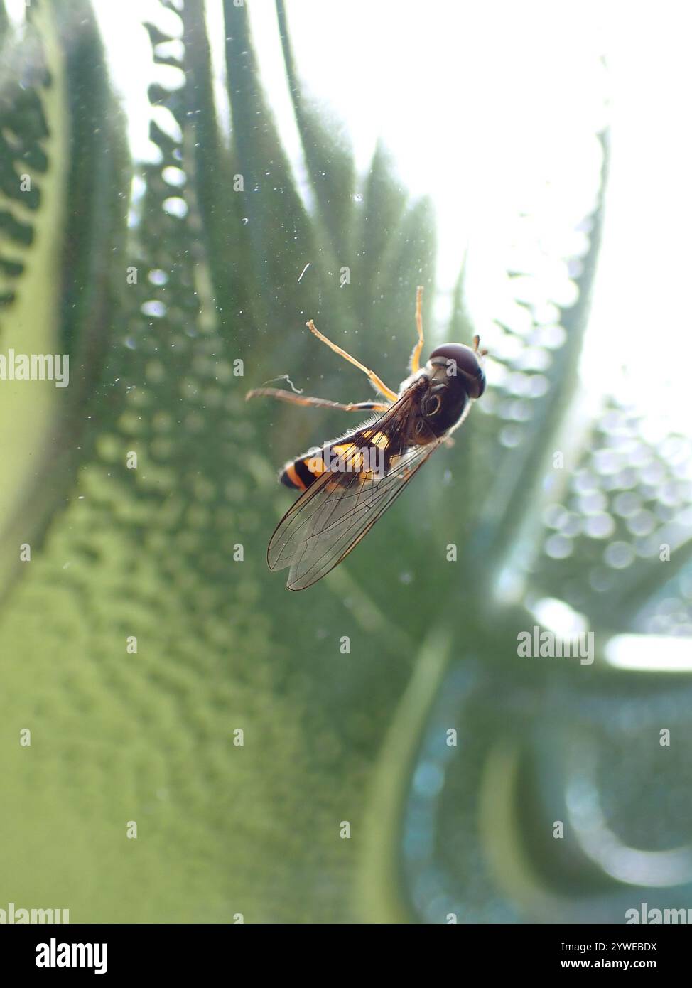 Meliscaeva auricollis hi-res stock photography and images - Alamy