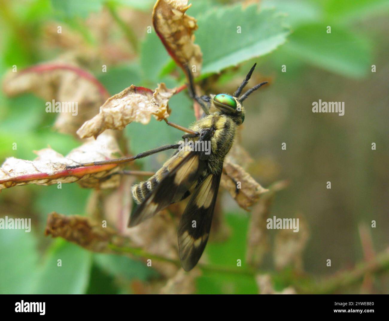 Deer Flies (Chrysops Stock Photo - Alamy