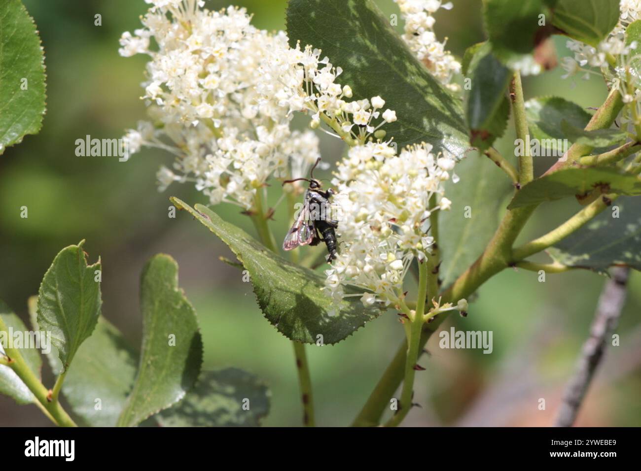 Fireweed Clearwing Moth (Albuna pyramidalis Stock Photo - Alamy