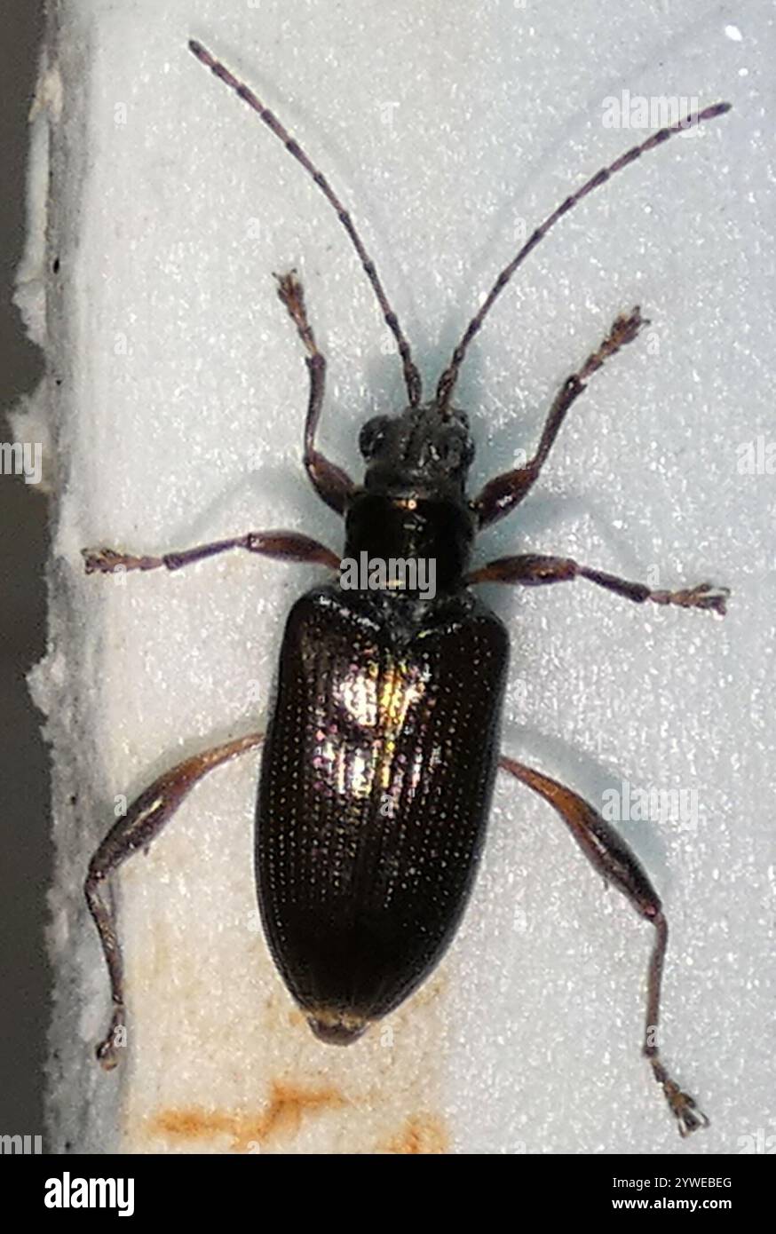 Girdle-horned Pond Lily Leaf Beetle (Donacia cincticornis Stock Photo ...