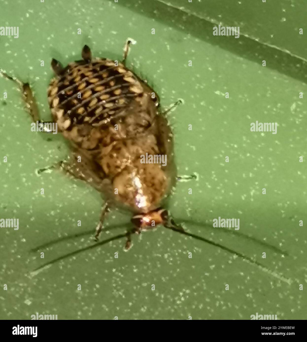 Dusky Cockroach (Ectobius lapponicus Stock Photo - Alamy
