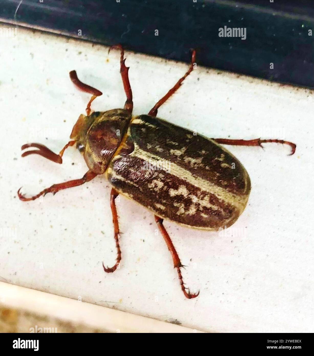 Variegated June Beetle (Polyphylla comes Stock Photo - Alamy