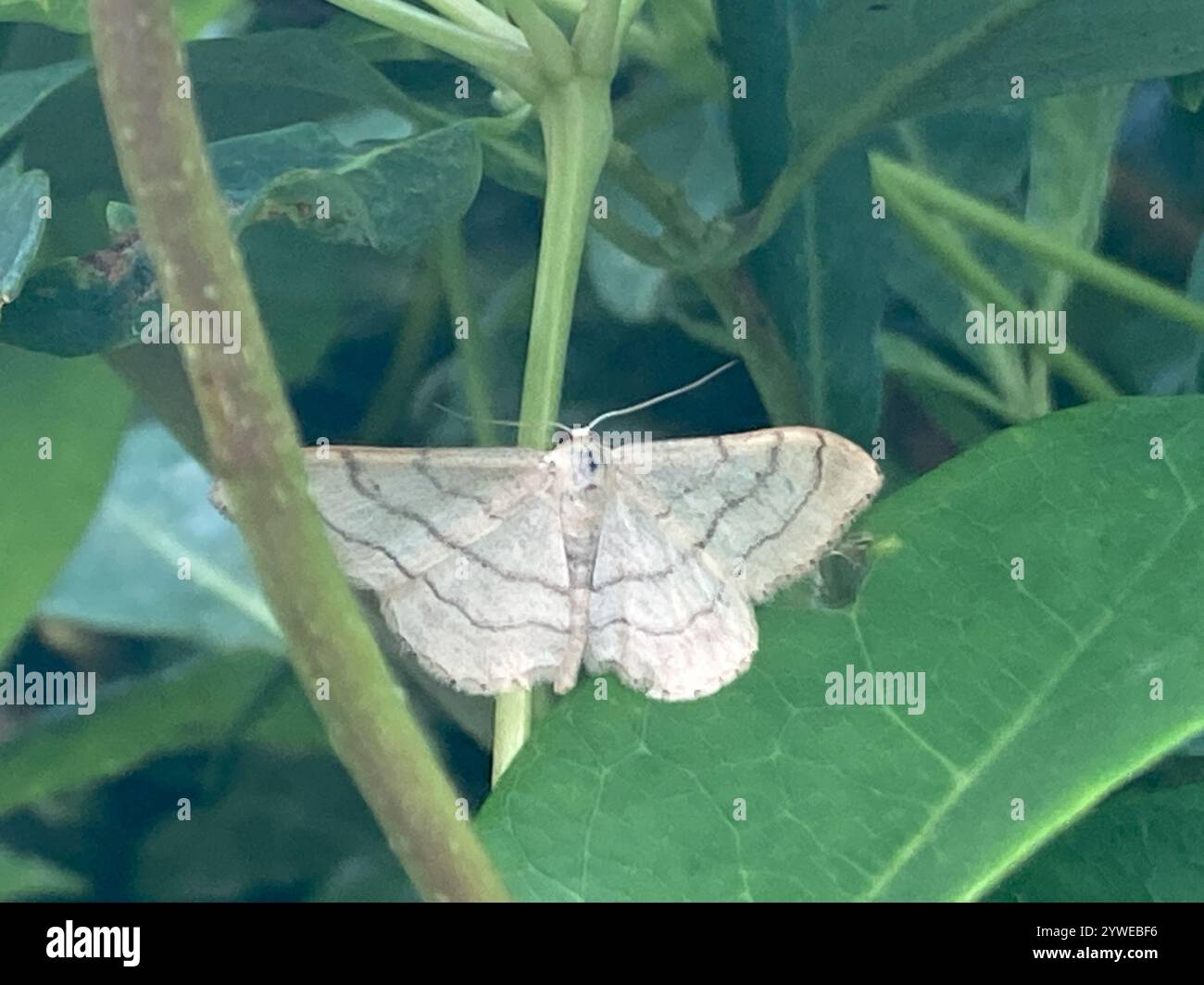Riband Wave (Idaea aversata Stock Photo - Alamy