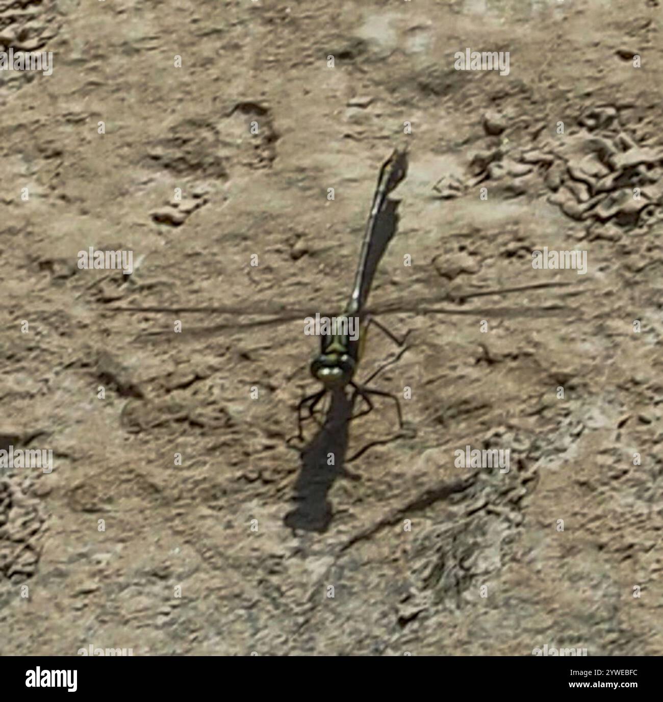 Black-shouldered Spinyleg (Dromogomphus spinosus Stock Photo - Alamy