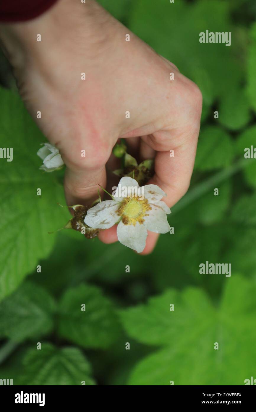 thimbleberry (Rubus parviflorus Stock Photo - Alamy
