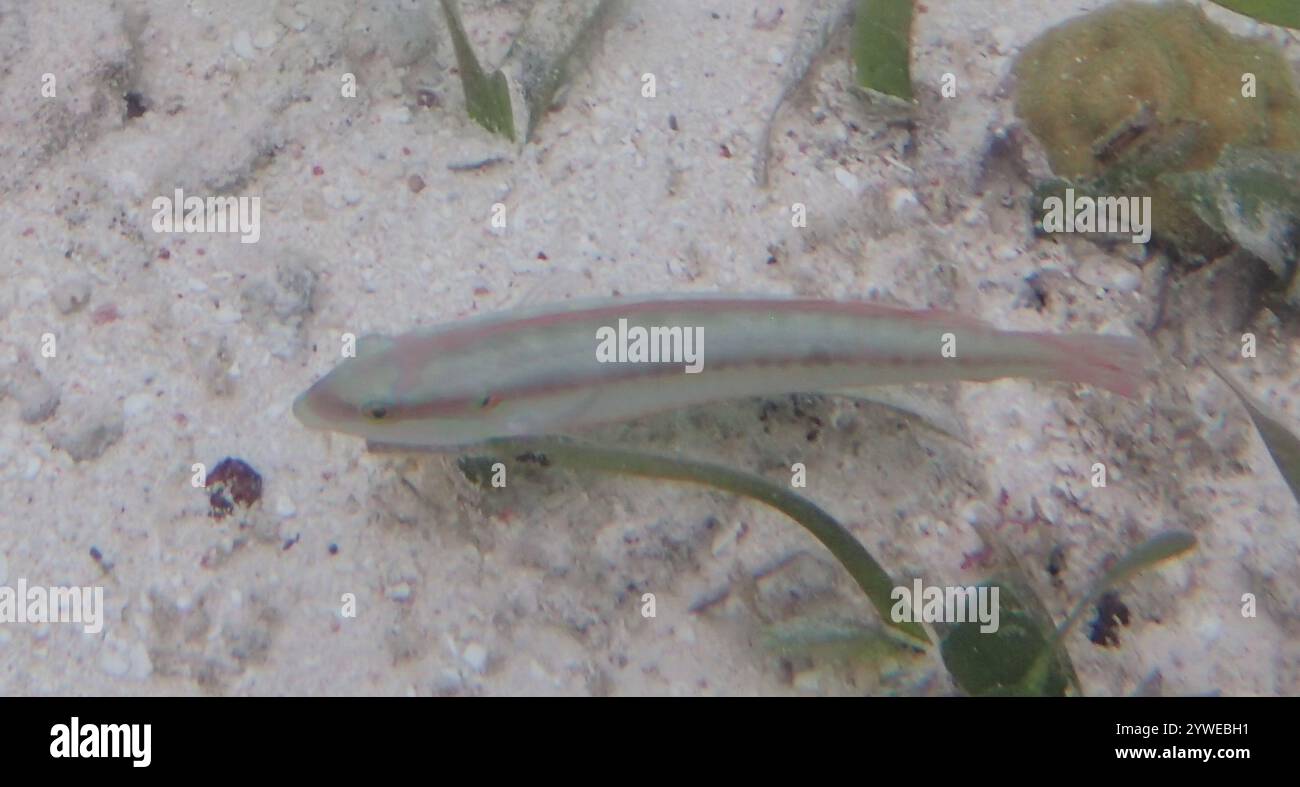 Slippery Dick (Halichoeres bivittatus Stock Photo - Alamy Slippery Dick (Halichoeres bivittatus Stock Photo - Alamy