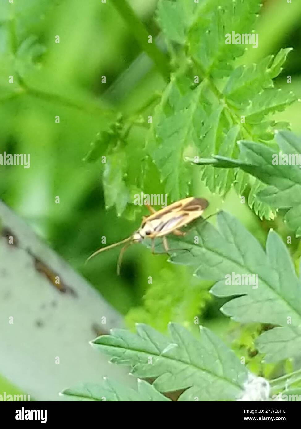 Two-spotted Grass Bug (Stenotus binotatus Stock Photo - Alamy