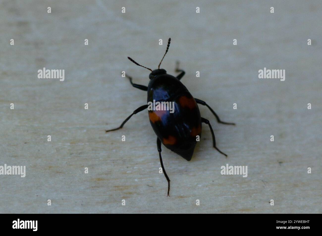 Orange-spotted Scaphidium (Scaphidium quadrimaculatum Stock Photo - Alamy