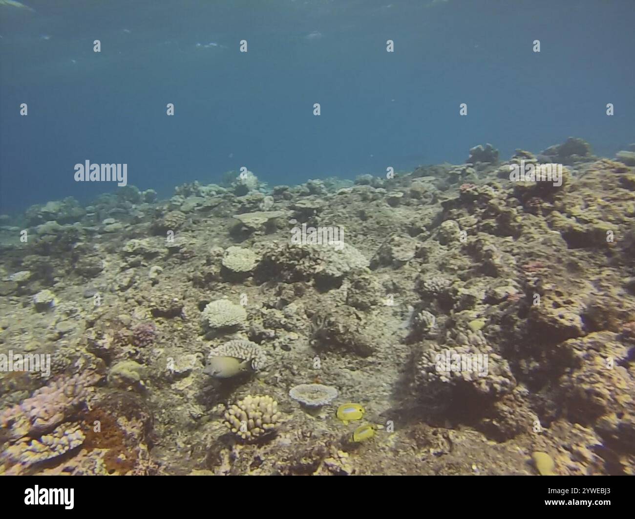 Bluespot Butterflyfish (Chaetodon plebeius Stock Photo - Alamy