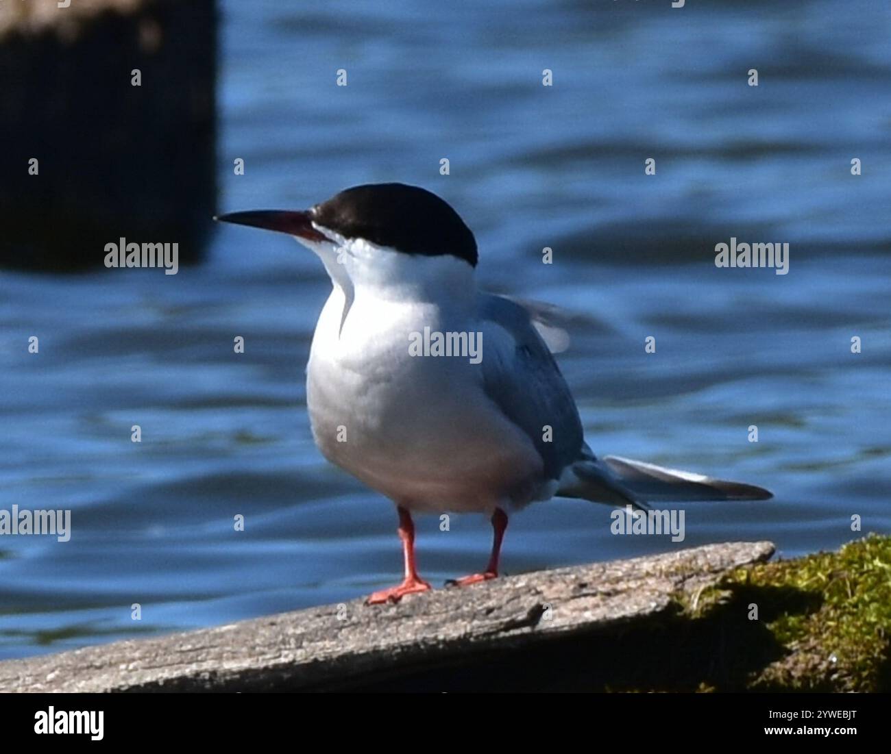 Common Tern (Sterna hirundo Stock Photo - Alamy