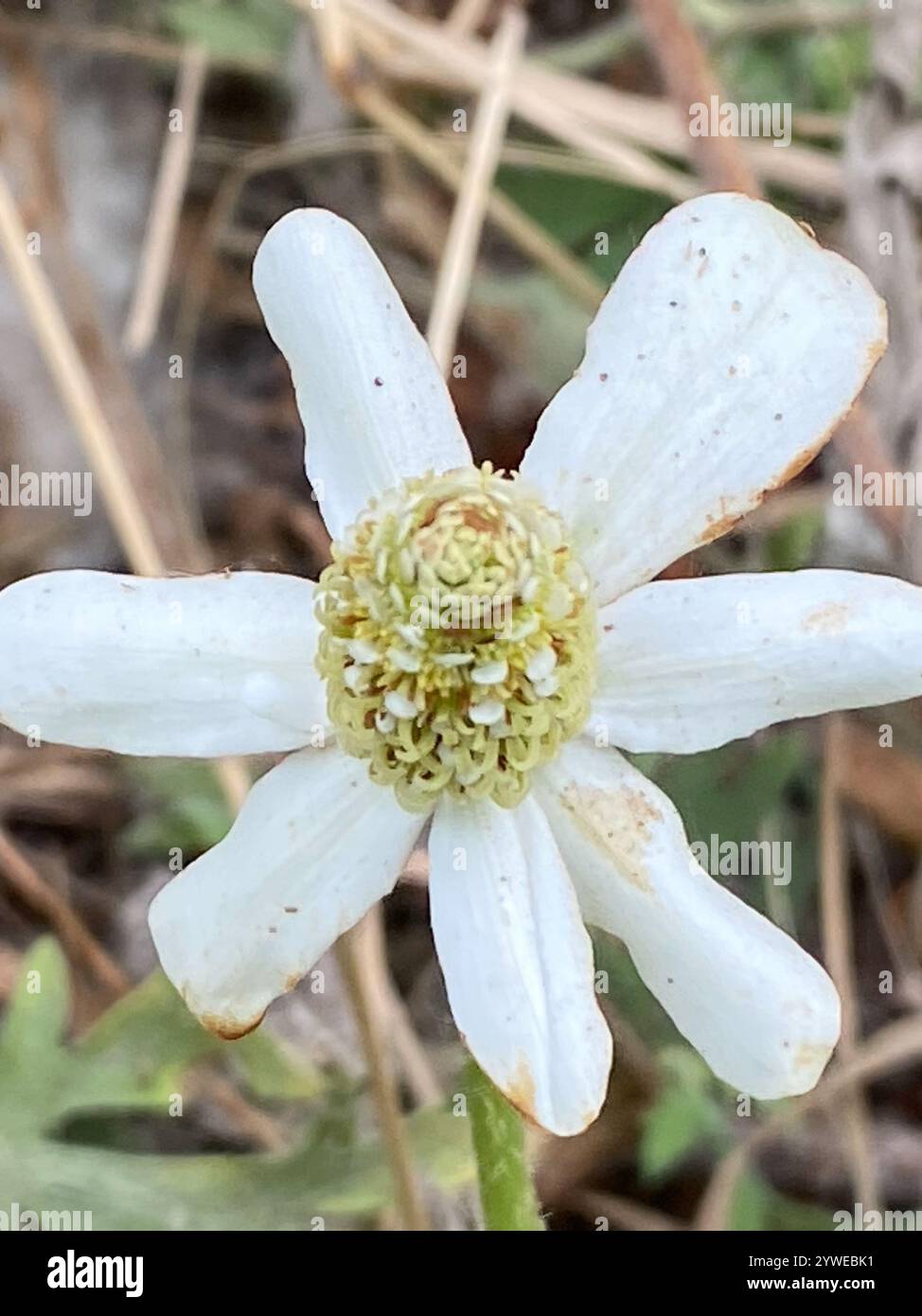 Yerba Mansa (Anemopsis californica Stock Photo - Alamy