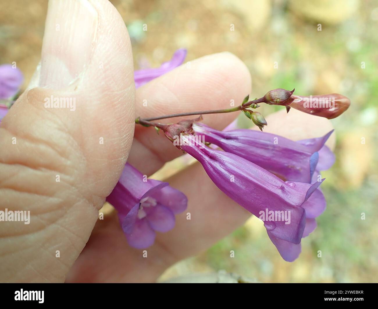 Short Stalk Penstemon (Penstemon parvulus Stock Photo - Alamy