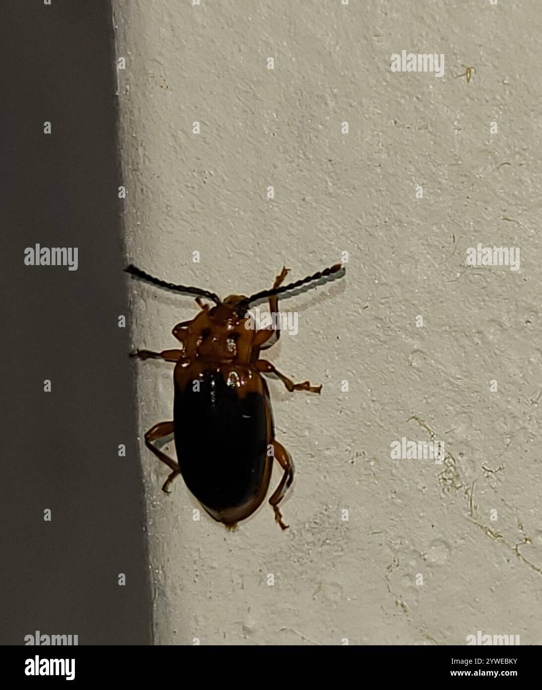 Black-backed Handsome Fungus Beetle (Aphorista laeta Stock Photo - Alamy