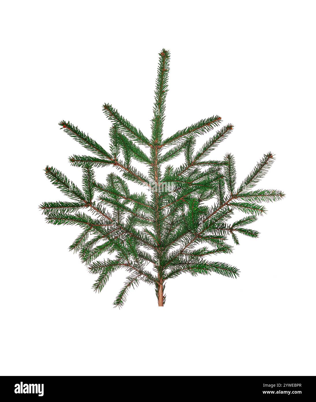 Spruce branches isolated on white background Stock Photo - Alamy