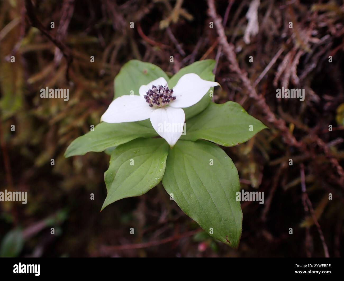 Western Bunchberry (Cornus unalaschkensis Stock Photo - Alamy