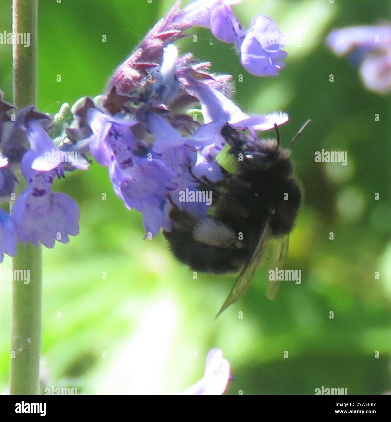 Common digger bees hi-res stock photography and images - Alamy