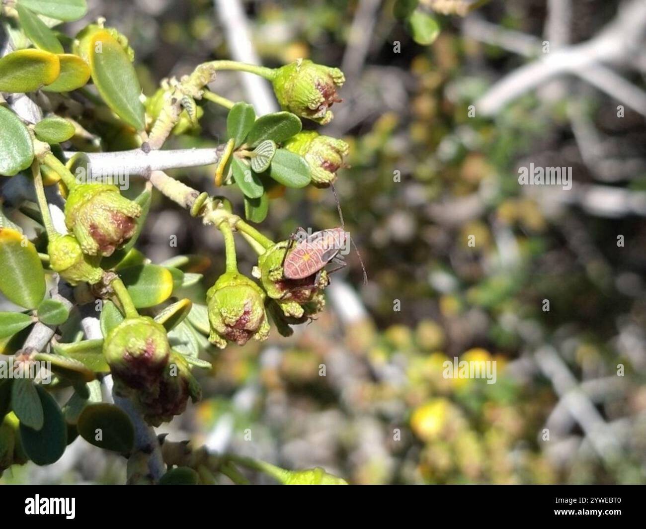 Western Boxelder Bug (Boisea rubrolineata Stock Photo - Alamy