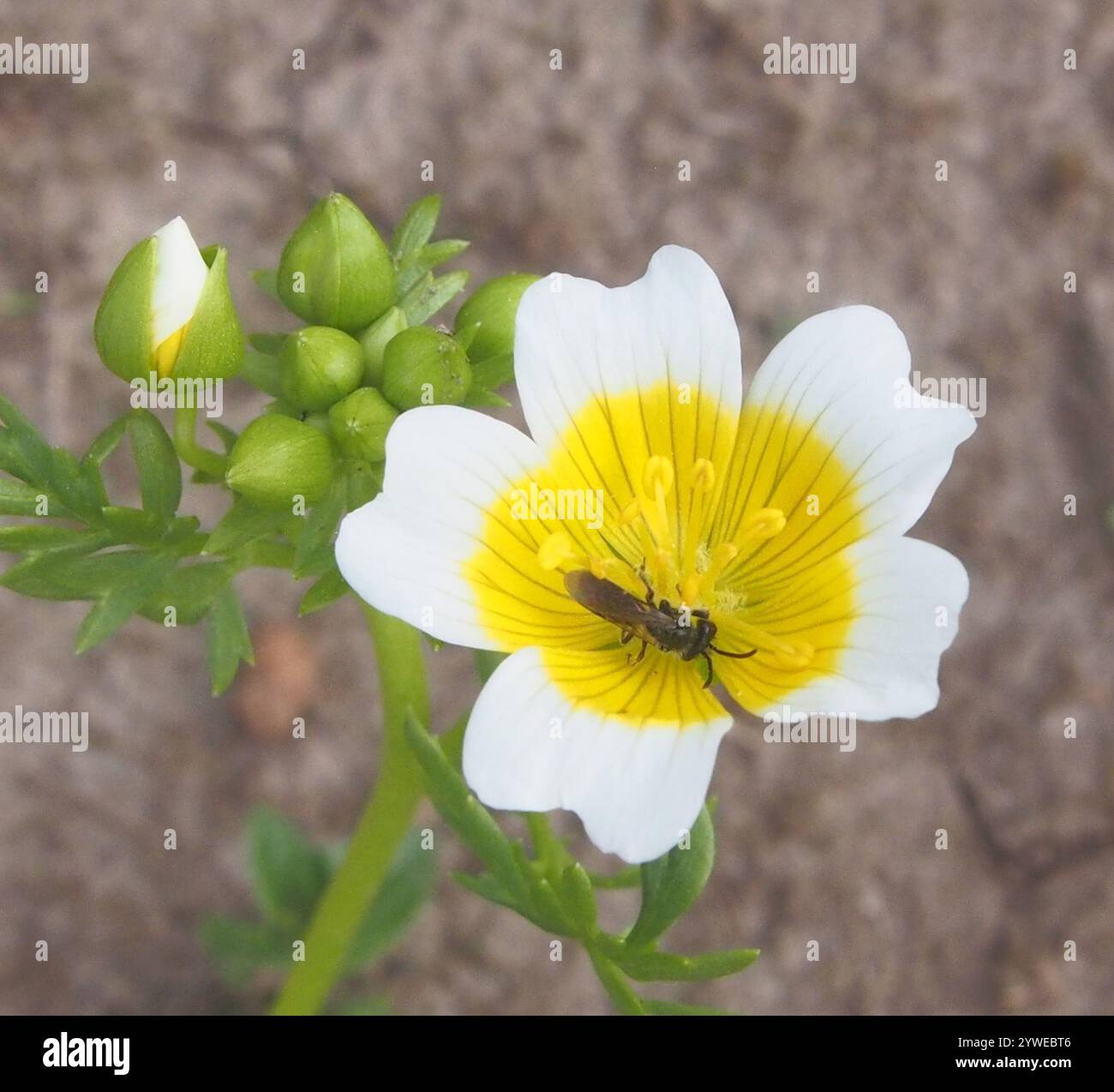 Panurginus hi-res stock photography and images - Alamy
