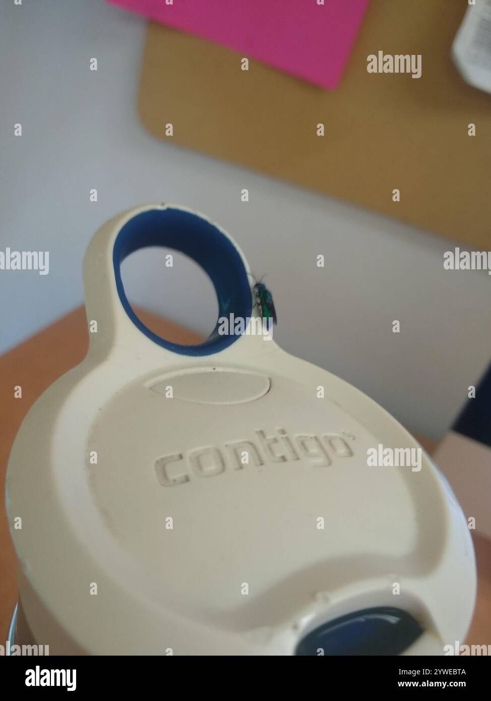 Metallic Bluish-green Cuckoo Wasp (Chrysis angolensis Stock Photo - Alamy