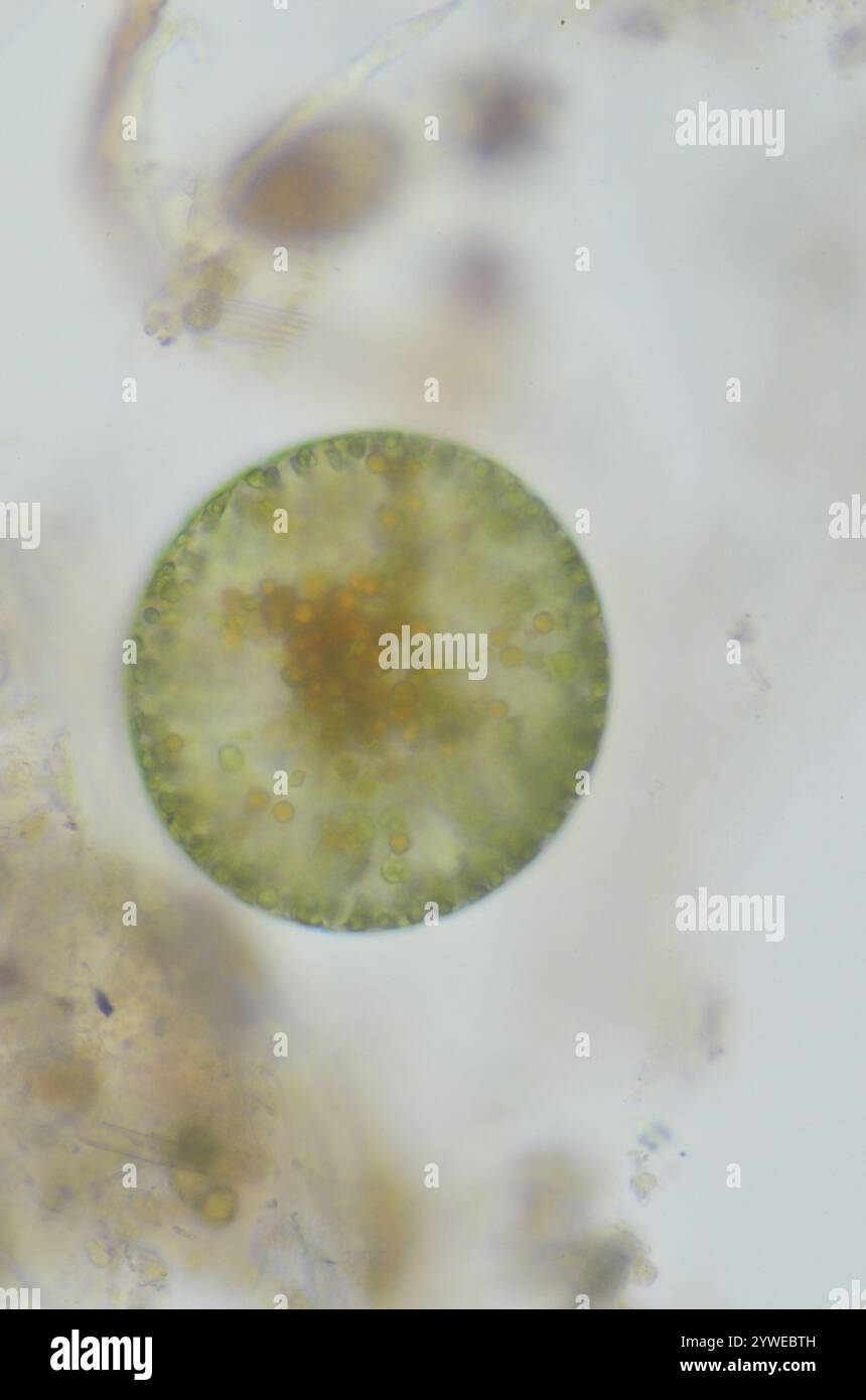 Eremosphaera viridis hi-res stock photography and images - Alamy