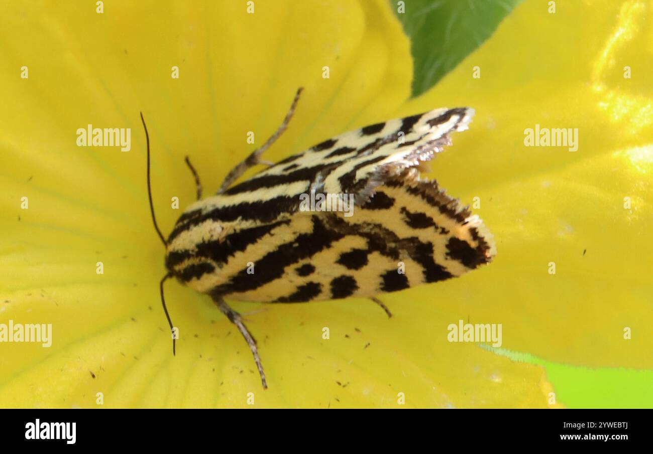 Spotted Sulphur (Acontia trabealis Stock Photo - Alamy