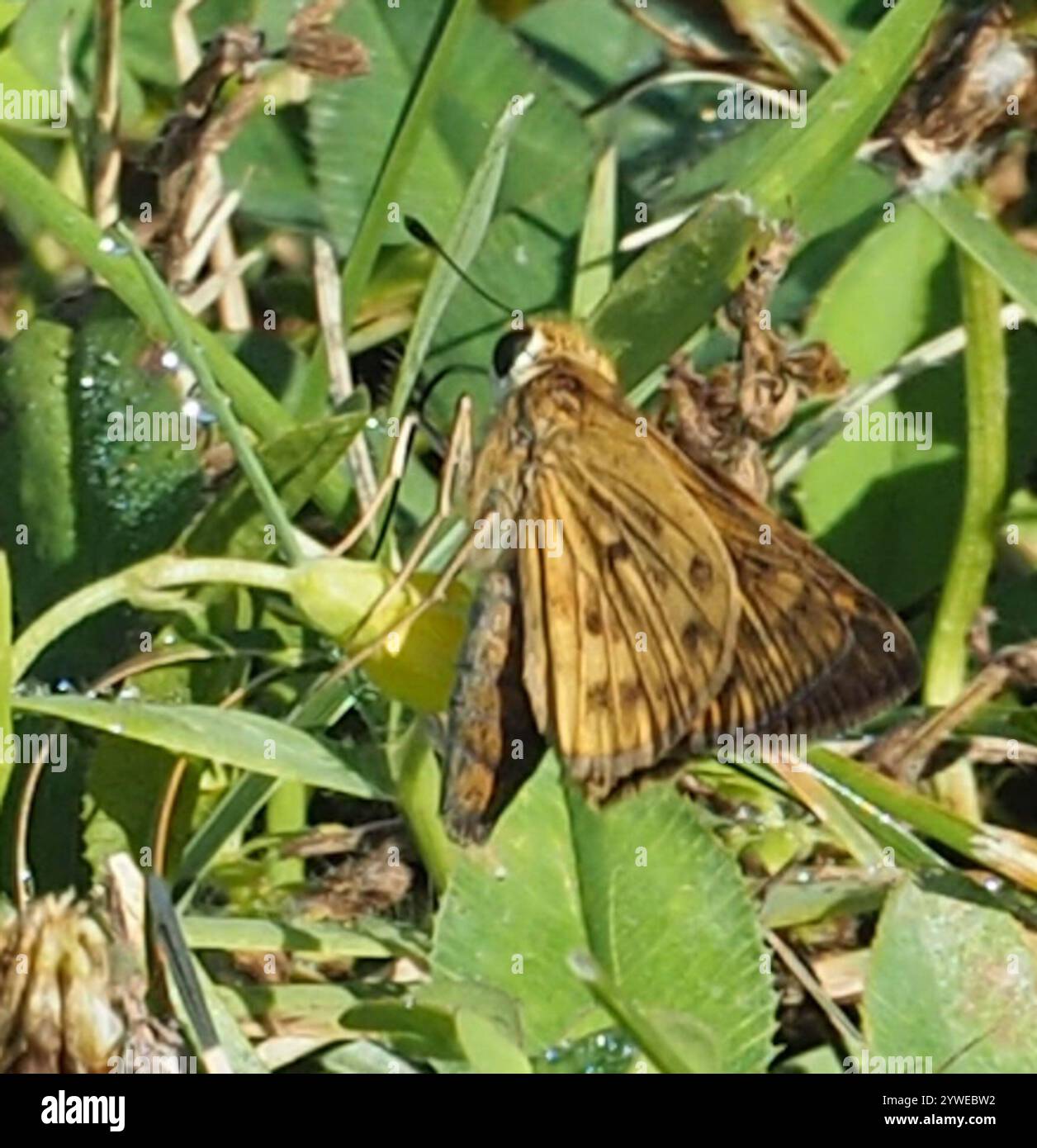 Fiery Skipper (Hylephila phyleus Stock Photo - Alamy