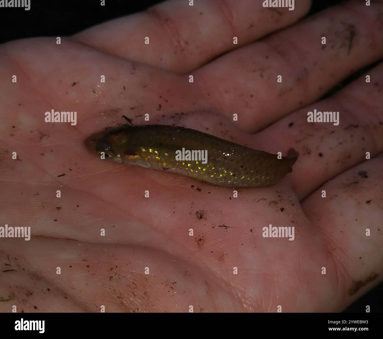 Golden Topminnow (Fundulus chrysotus Stock Photo - Alamy