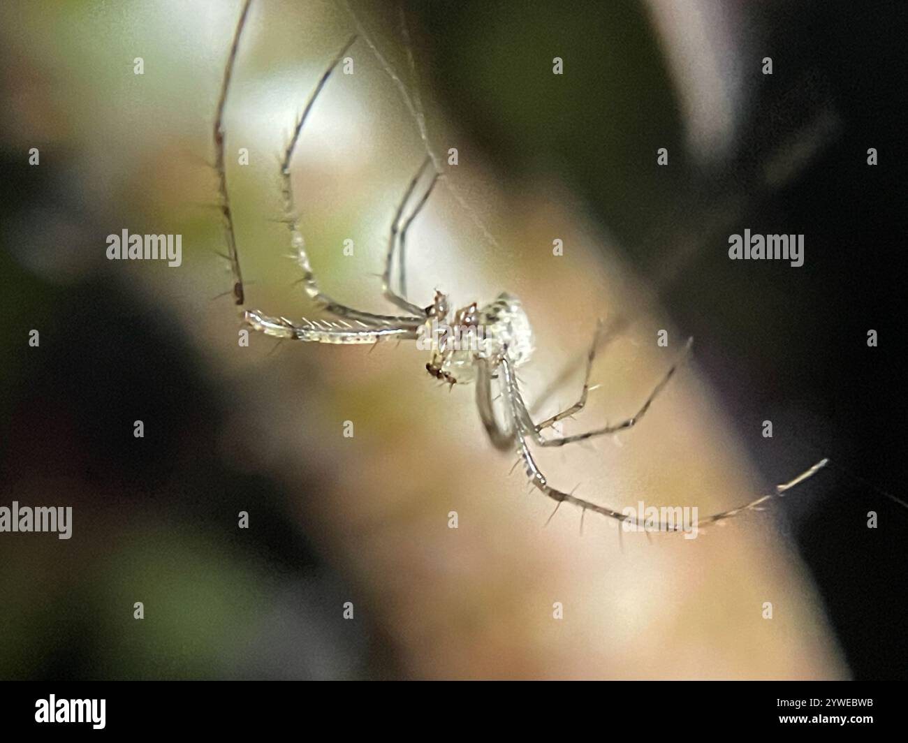 Pirate Spiders (Mimetidae Stock Photo - Alamy