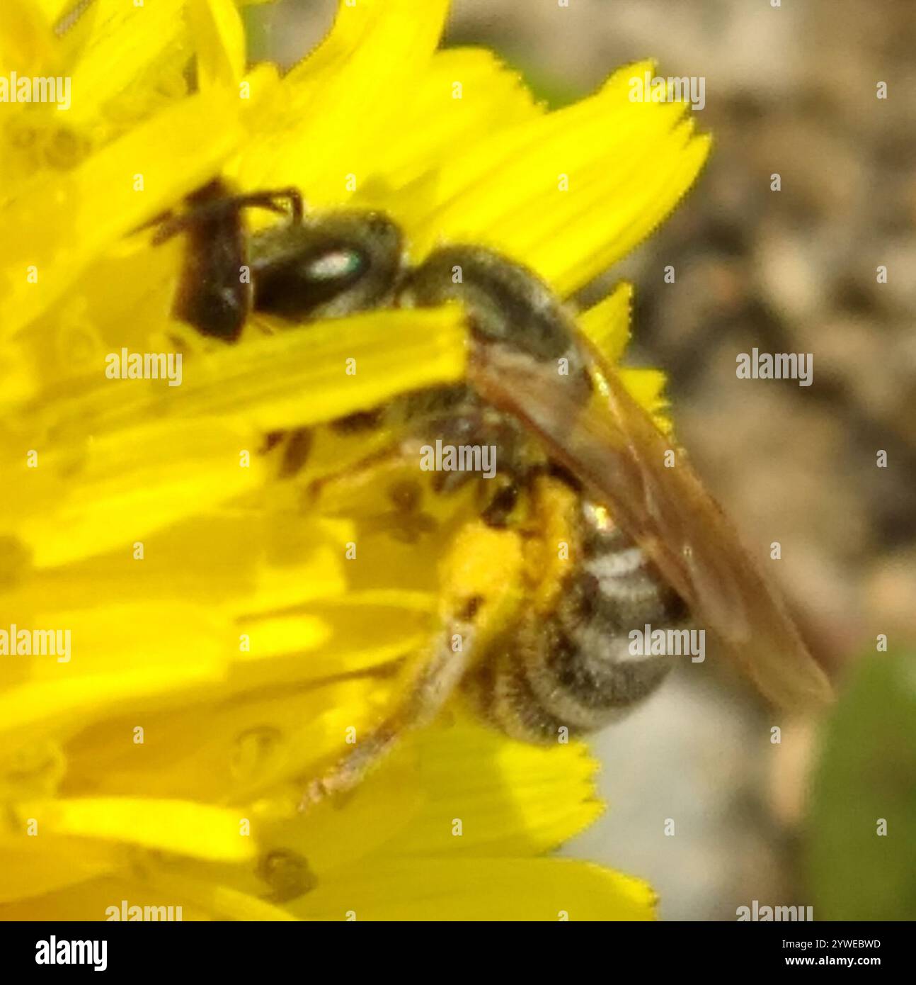 Confusing Furrow Bee (Halictus confusus Stock Photo - Alamy