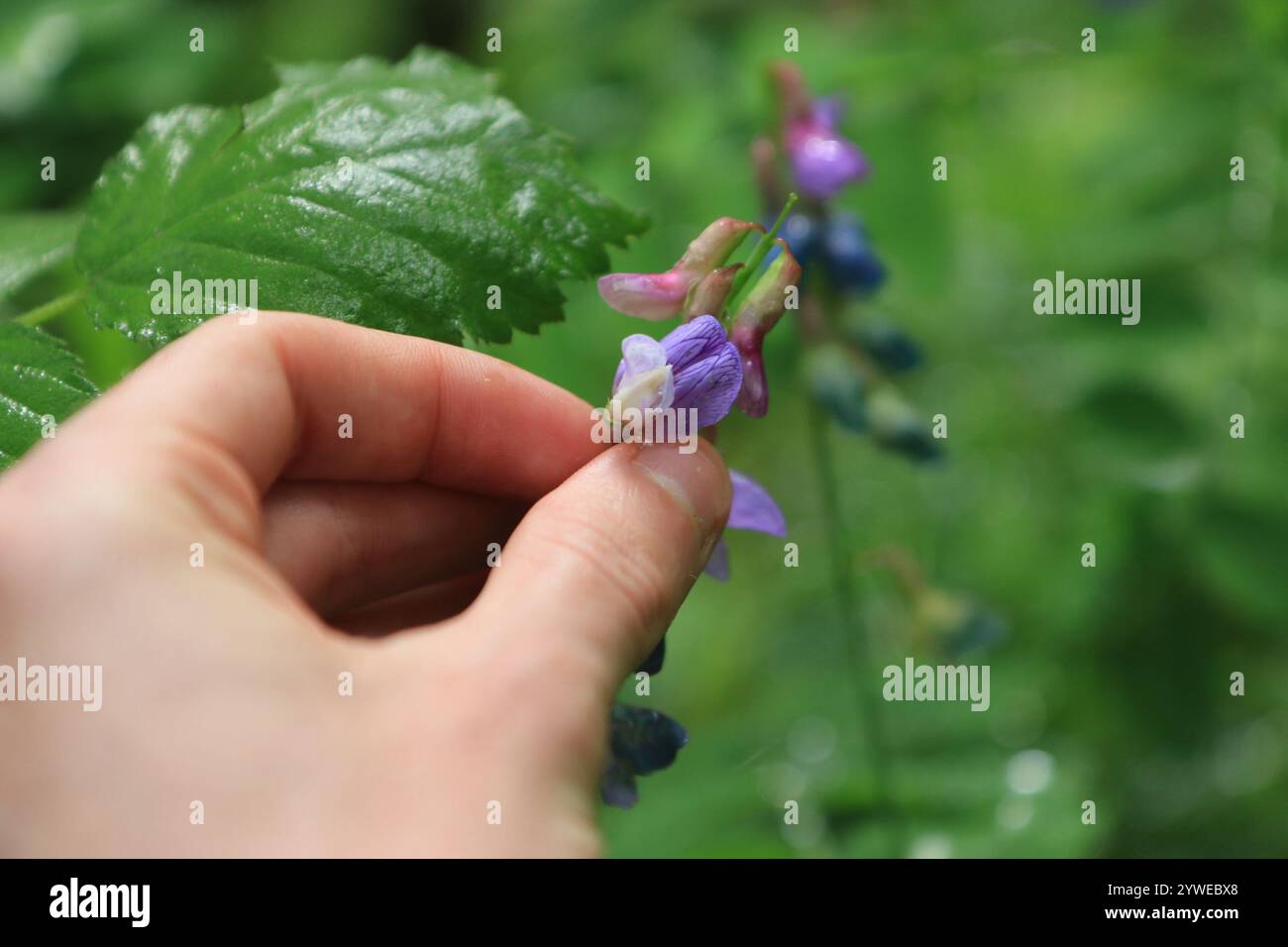 Leafy Pea (Lathyrus polyphyllus Stock Photo - Alamy