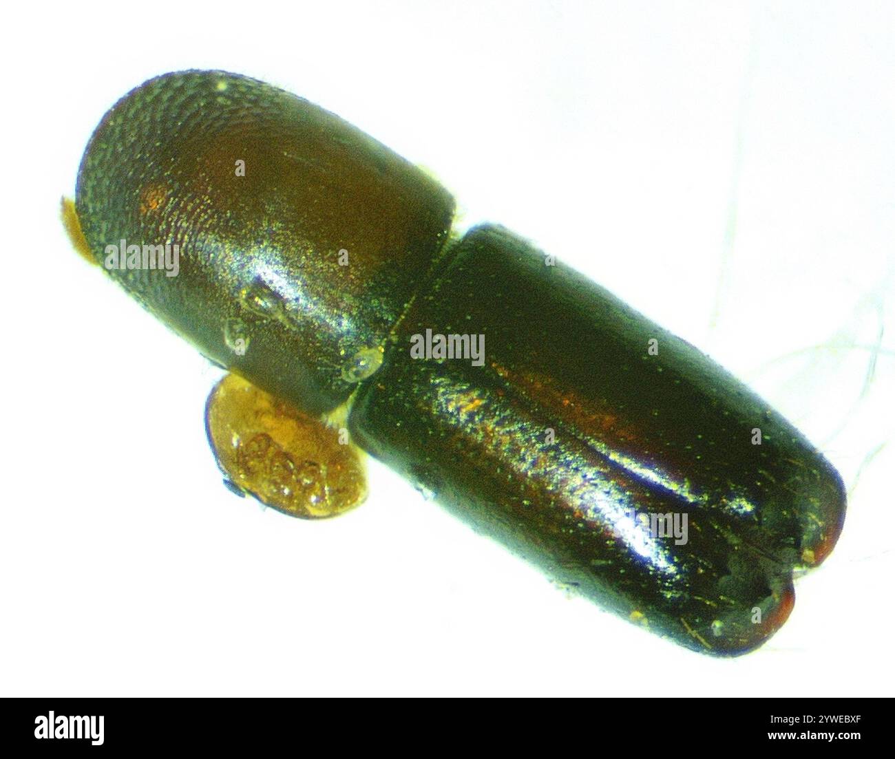 Apple Wood Stainer (Monarthrum mali Stock Photo - Alamy