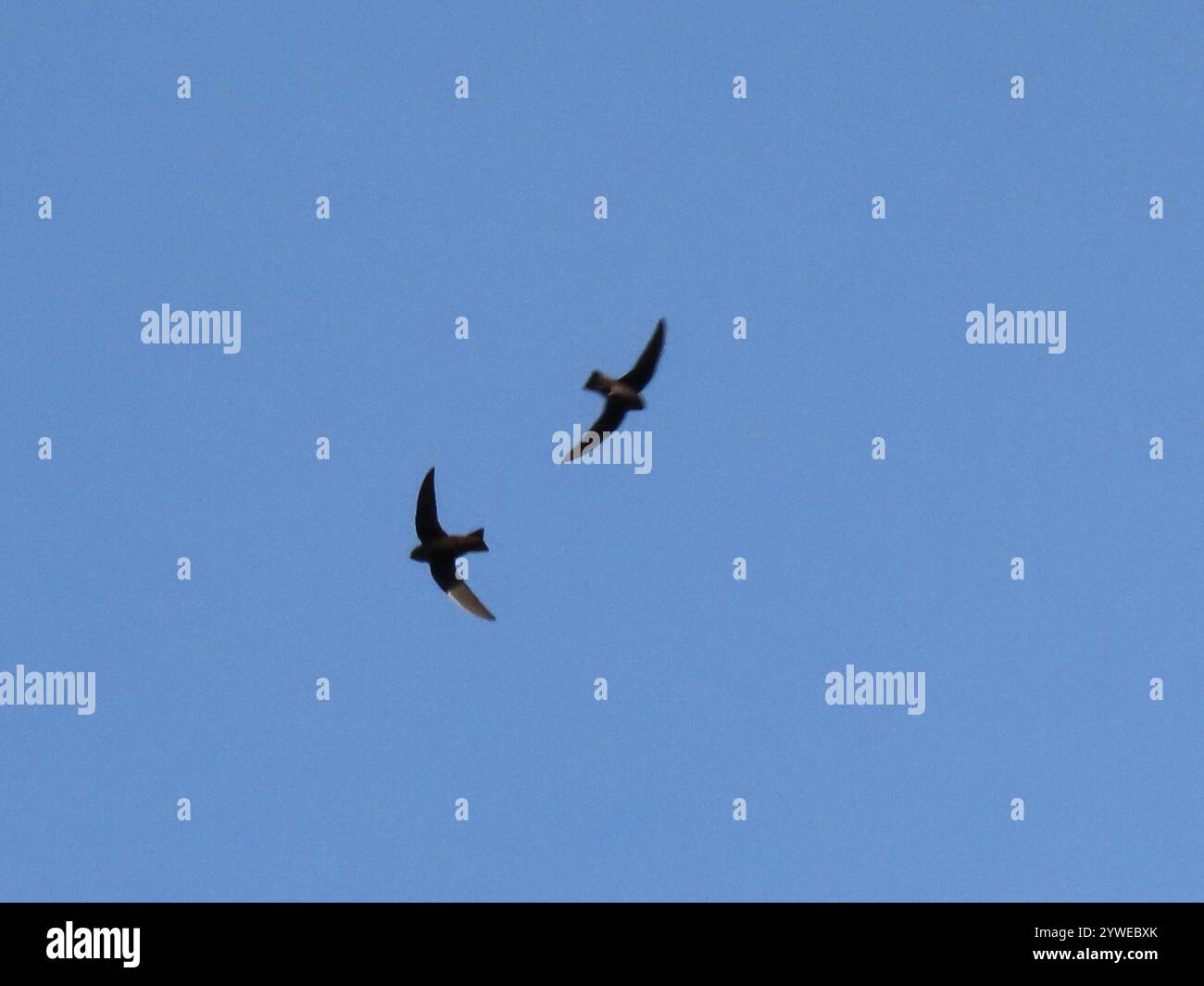 Black Swift (Cypseloides niger Stock Photo - Alamy