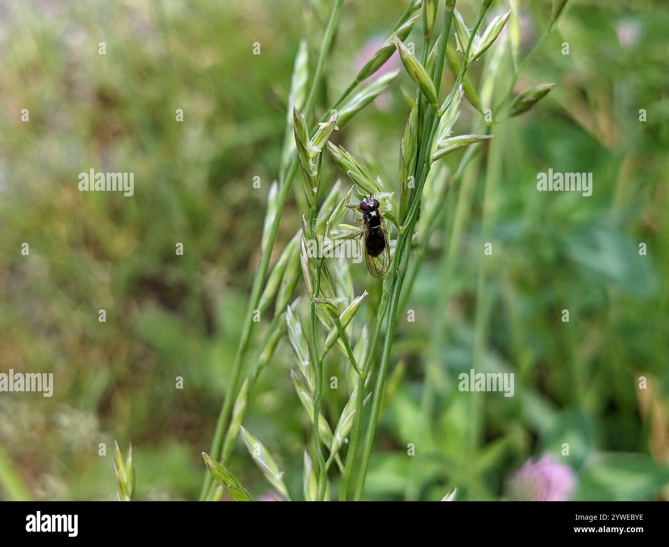 Variable Duskyface Fly (Melanostoma mellinum Stock Photo - Alamy