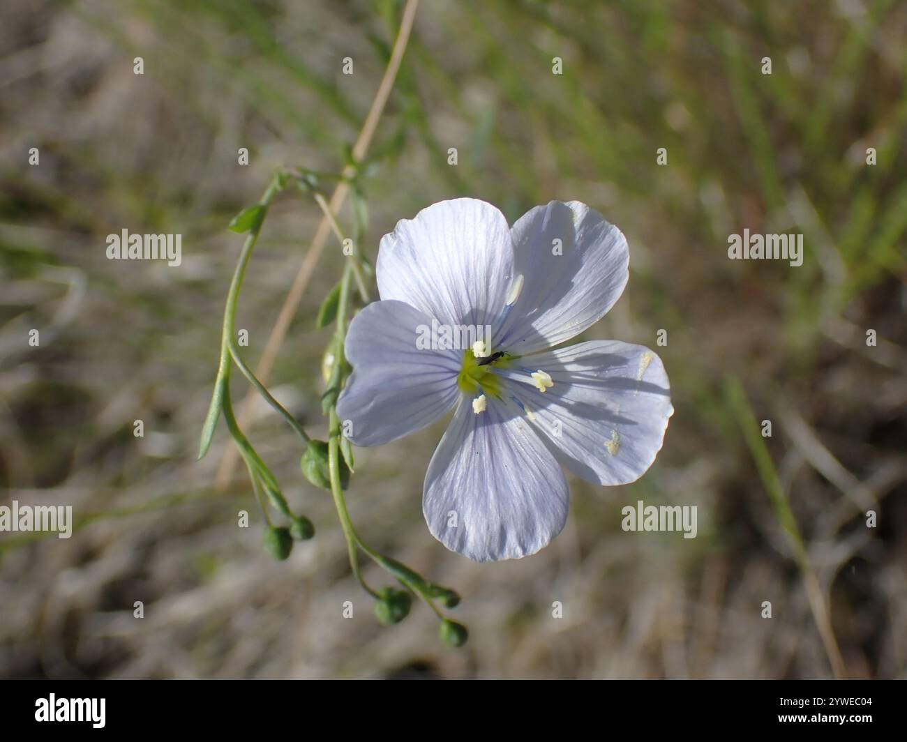 Lewis flax (Linum lewisii Stock Photo - Alamy