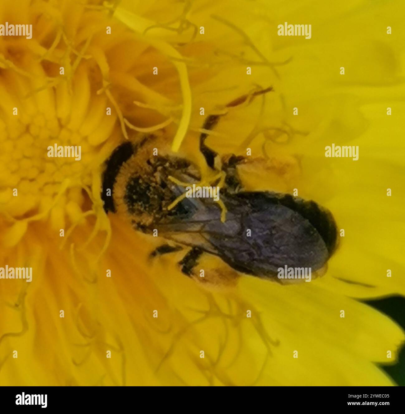 Mining Bees (Andrena Stock Photo - Alamy