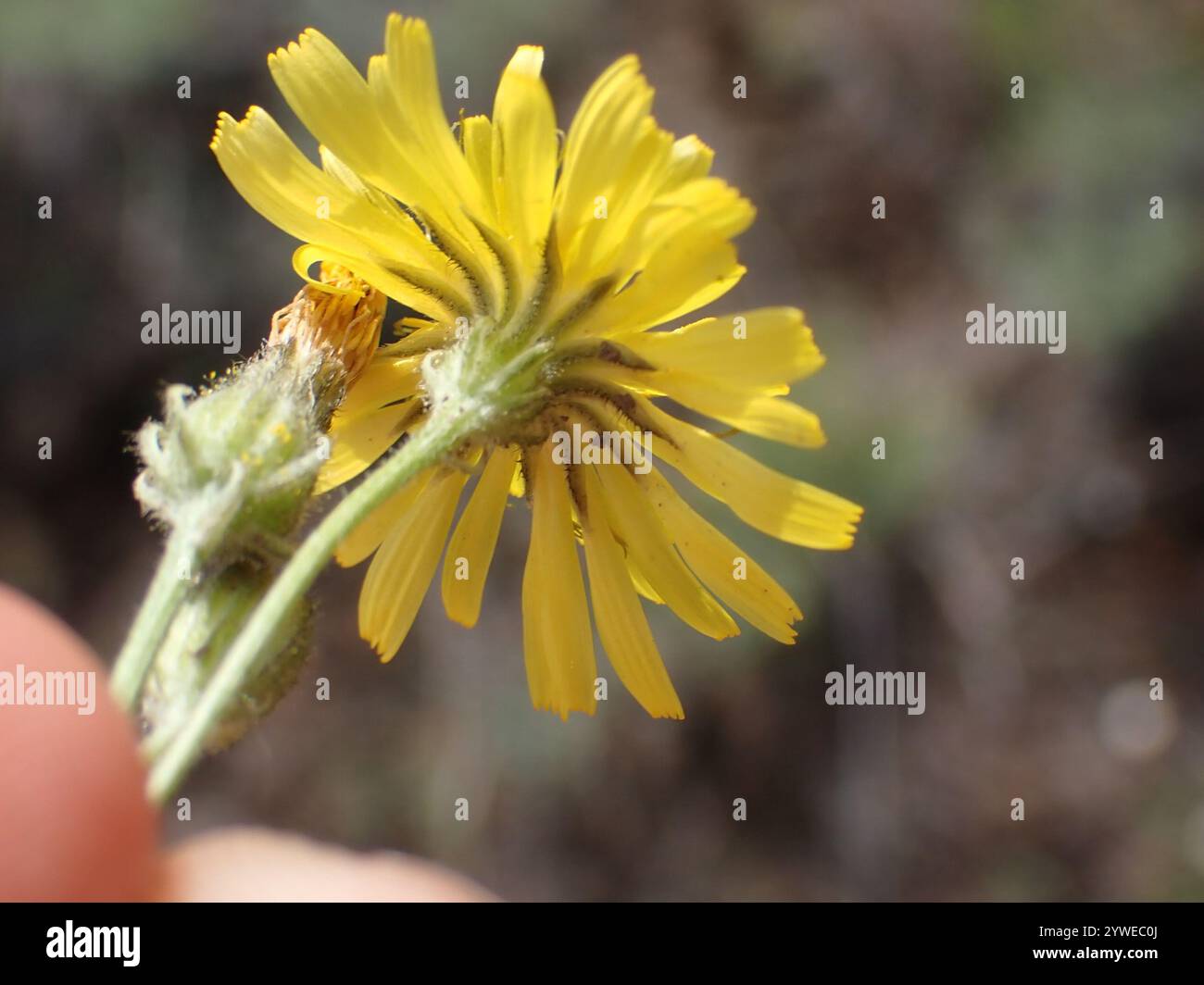 narrow-leaved hawksbeard (Crepis tectorum Stock Photo - Alamy