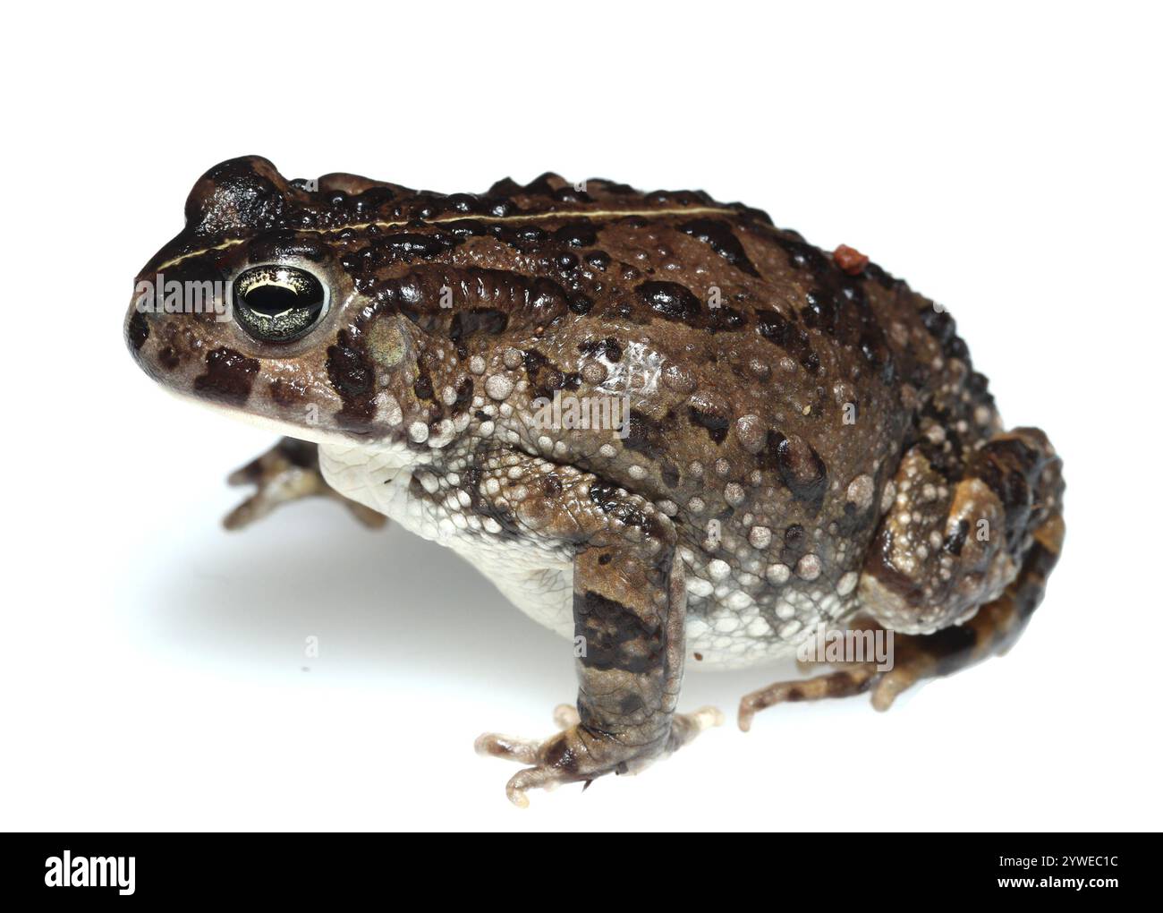 Sand Toad (Vandijkophrynus angusticeps Stock Photo - Alamy