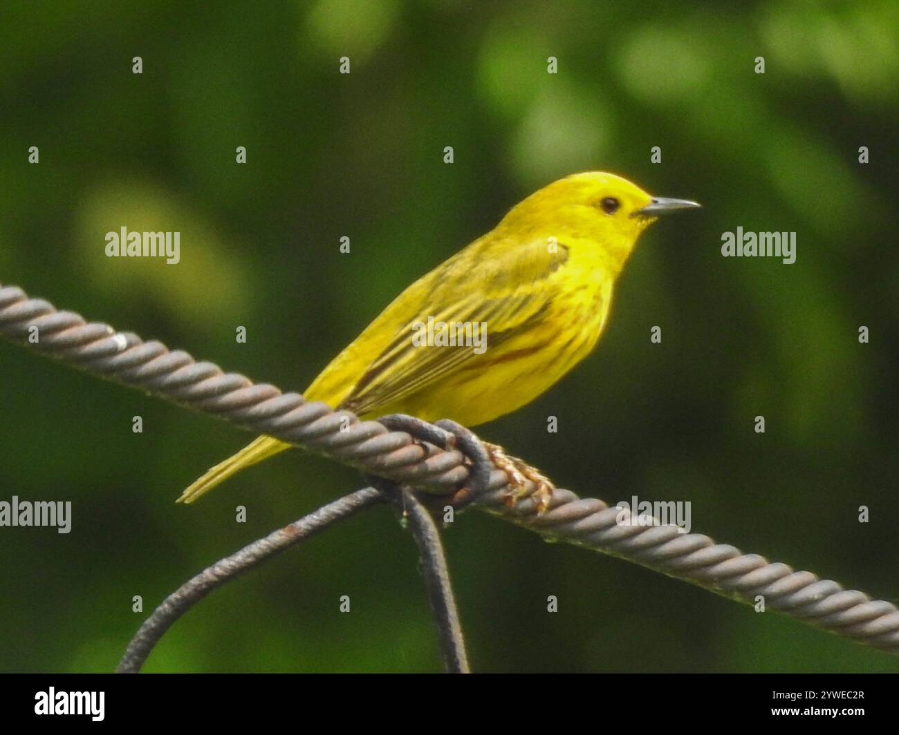 Yellow Warbler (Setophaga petechia Stock Photo - Alamy